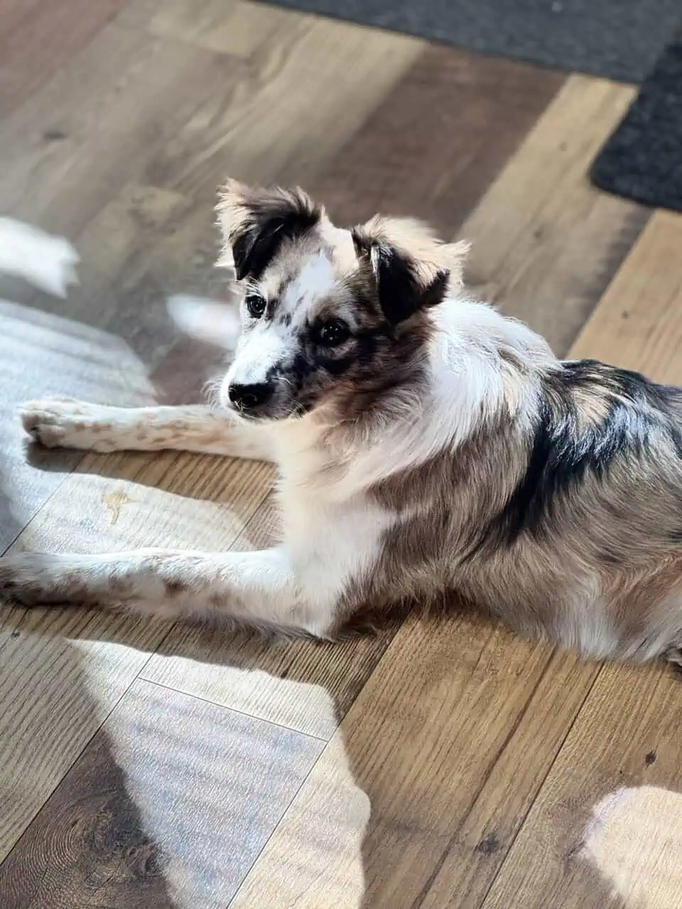 Mini Australian Shepard boarder collie | PetClassifieds.com