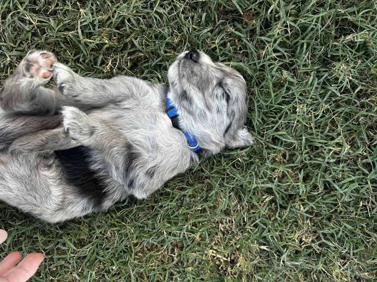 Golden Aussie (blue) | PetClassifieds.com