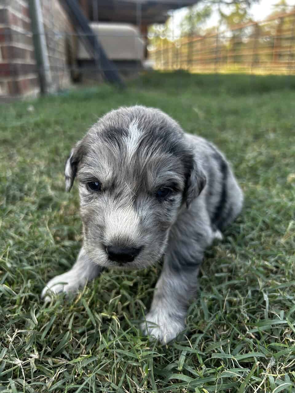 Golden Aussie (blue) | PetClassifieds.com
