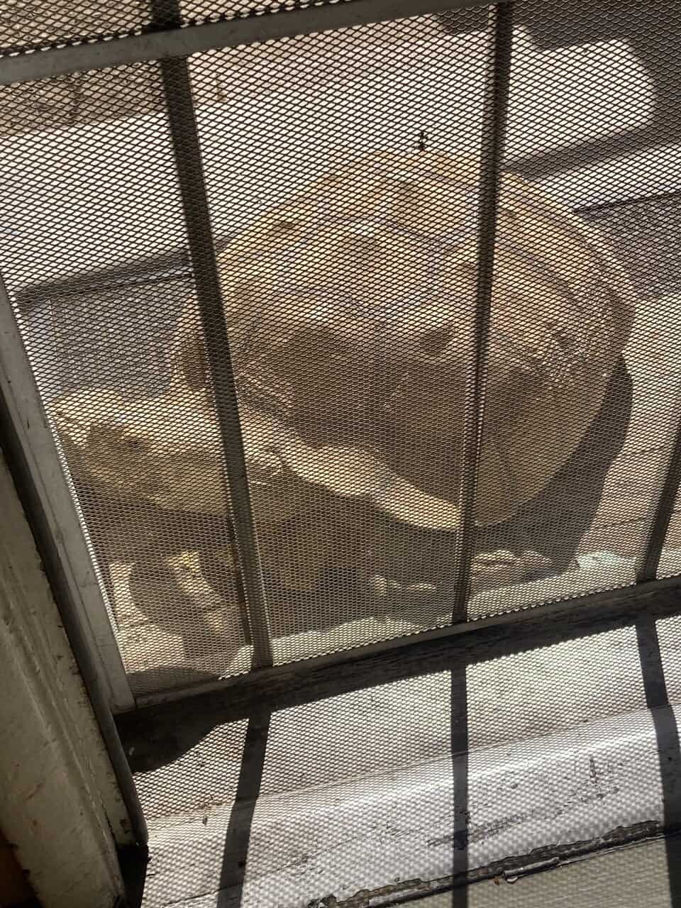 Tortoise | PetClassifieds.com