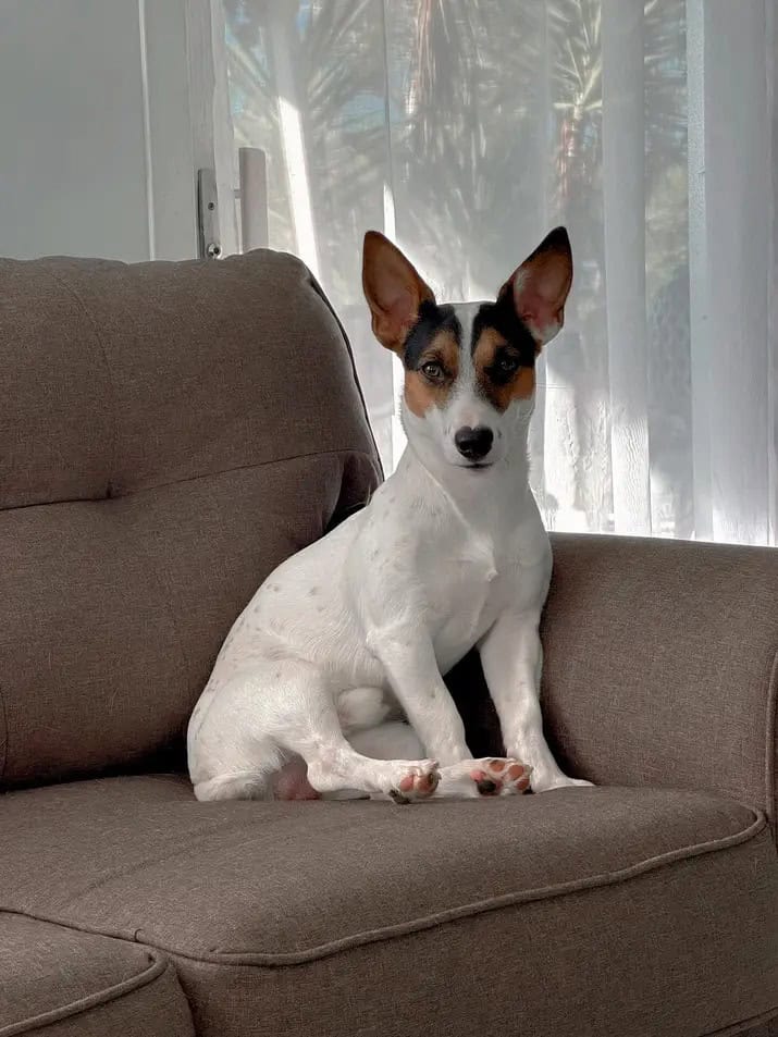 Jack Russell X Rat Terrier | PetClassifieds.com
