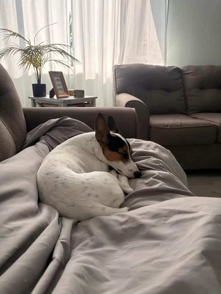 Jack Russell X Rat Terrier | PetClassifieds.com
