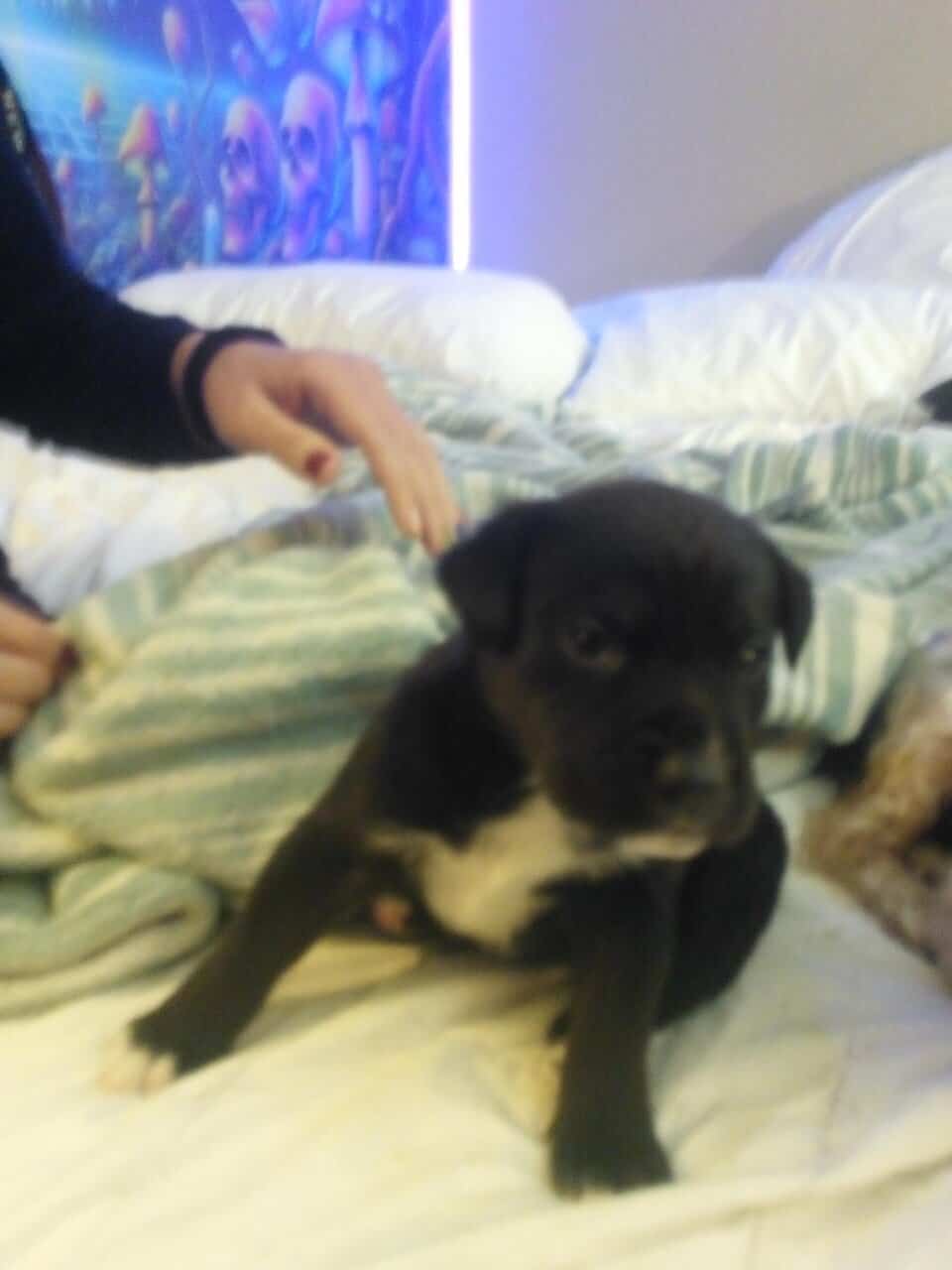 Pitbull/lab puppy (Dee-Oh-Gee) | PetClassifieds.com