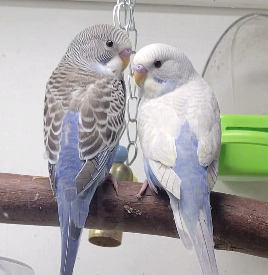 Baby Budgies - hand tamed | PetClassifieds.com