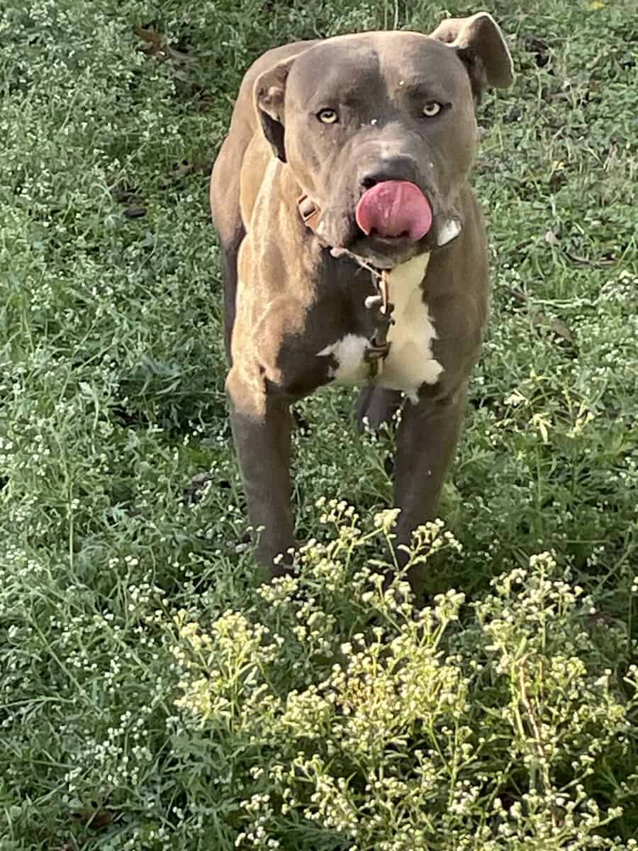 Phat phat | PetClassifieds.com