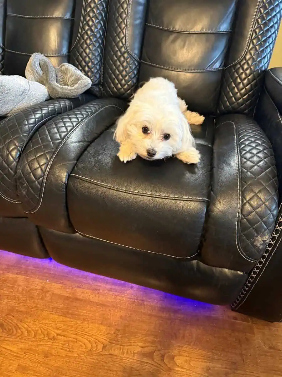 Cotonese - Coton de Tulear and Maltese mix. | PetClassifieds.com