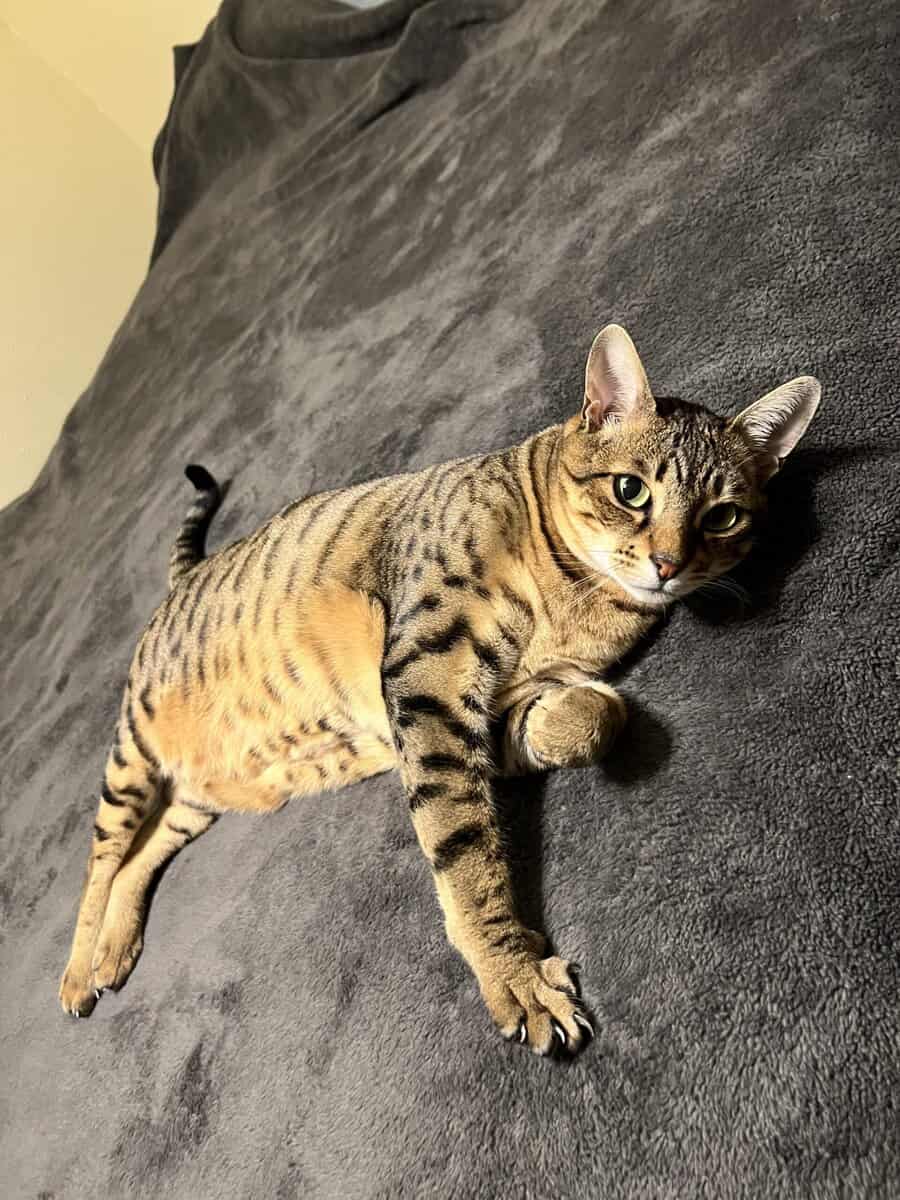 F4 Savannah Female w/ Full Setup | PetClassifieds.com