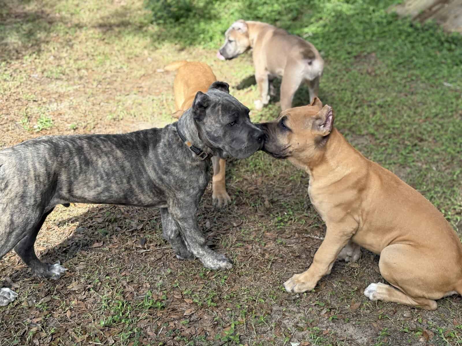 High Royal Kennel Cane Corso | PetClassifieds.com