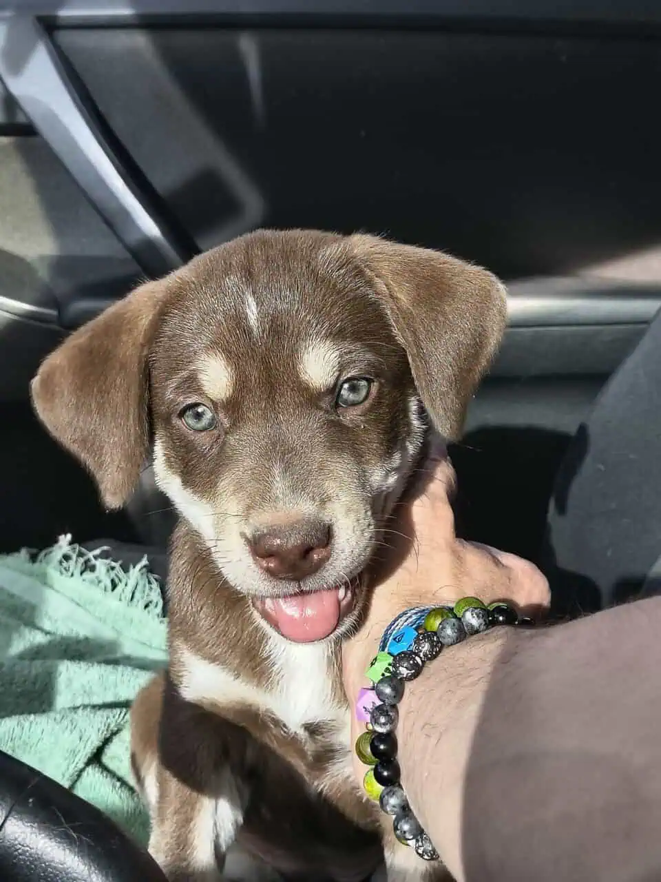 Chocolate Lab Mix - Female (Tri-Color) | PetClassifieds.com