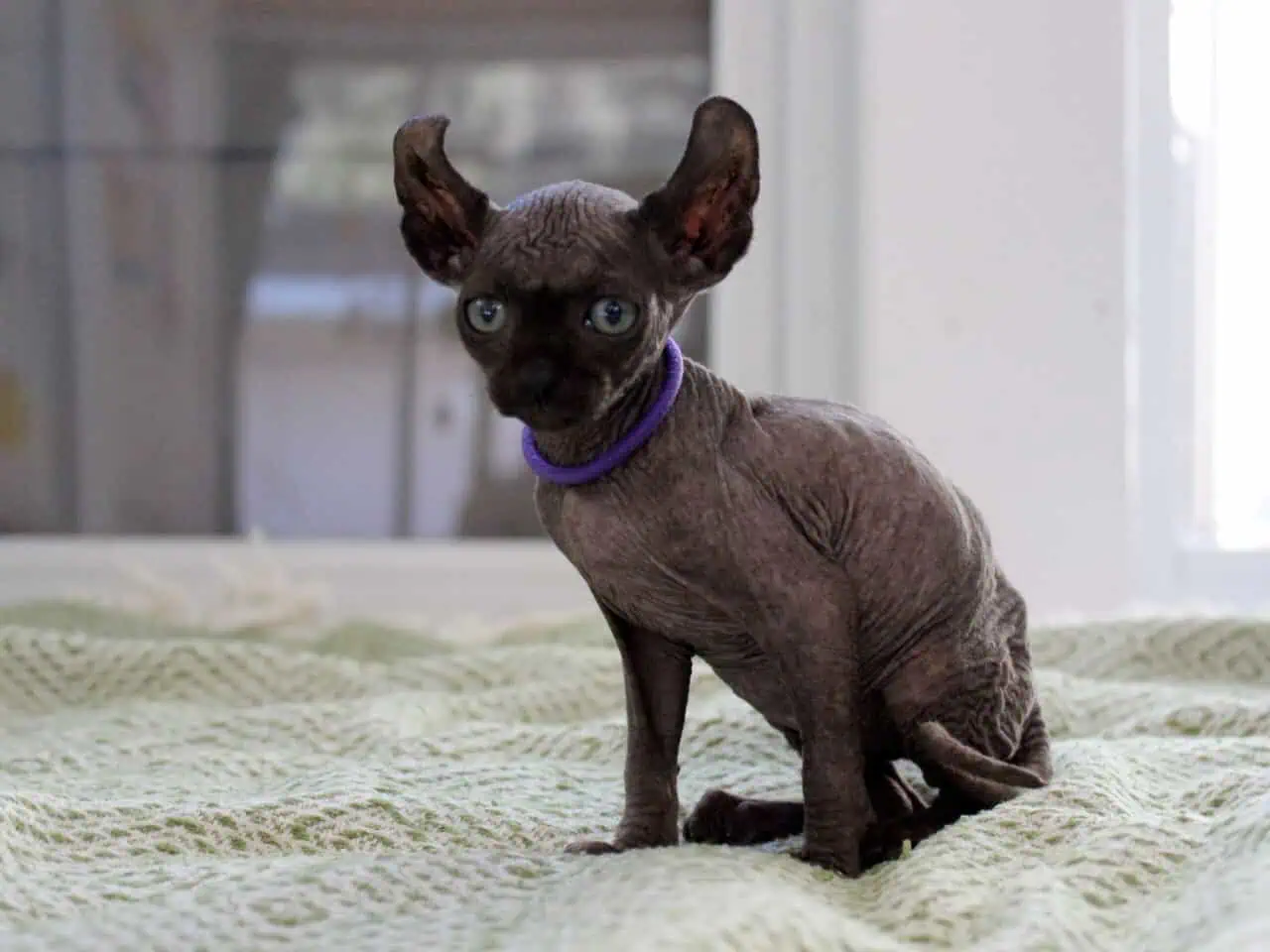 Elf Sphynx babies | PetClassifieds.com