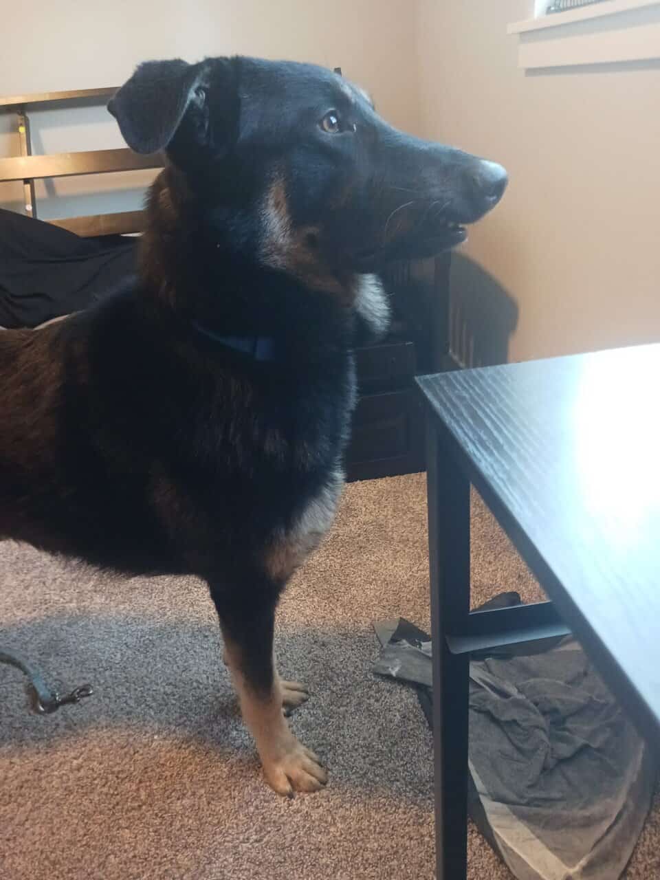 Chase : Great Guard Dog German Shepherd | PetClassifieds.com