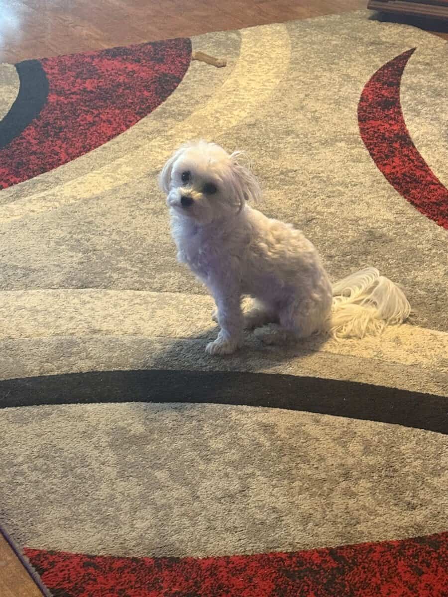 Cotonese - Coton de Tulear and Maltese mix. | PetClassifieds.com