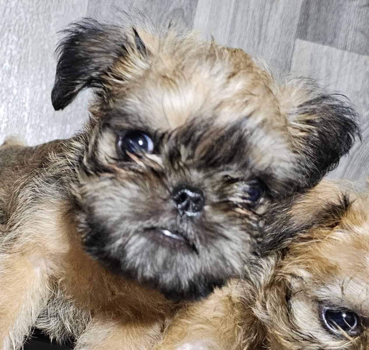 Brussels Griffon Rough Coat puppies available | PetClassifieds.com