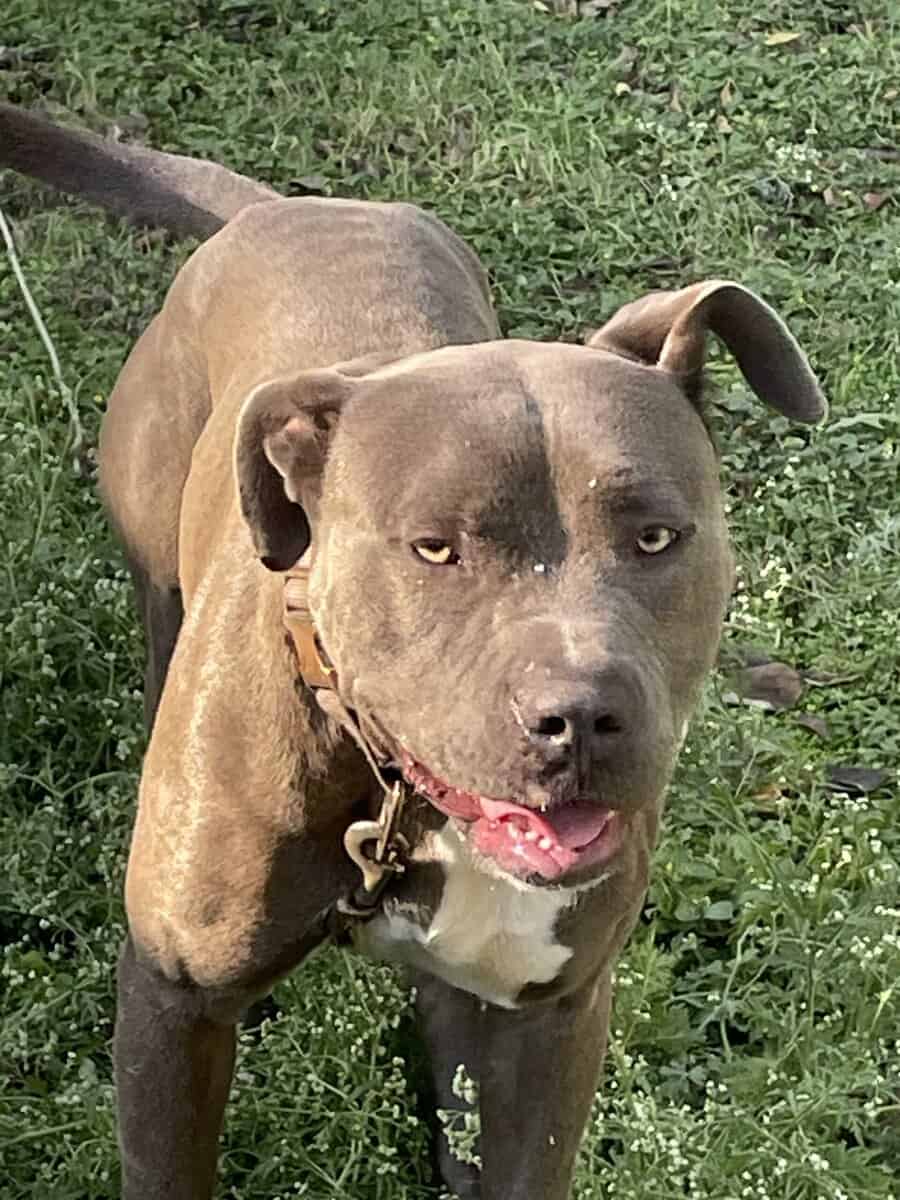 Phat phat | PetClassifieds.com