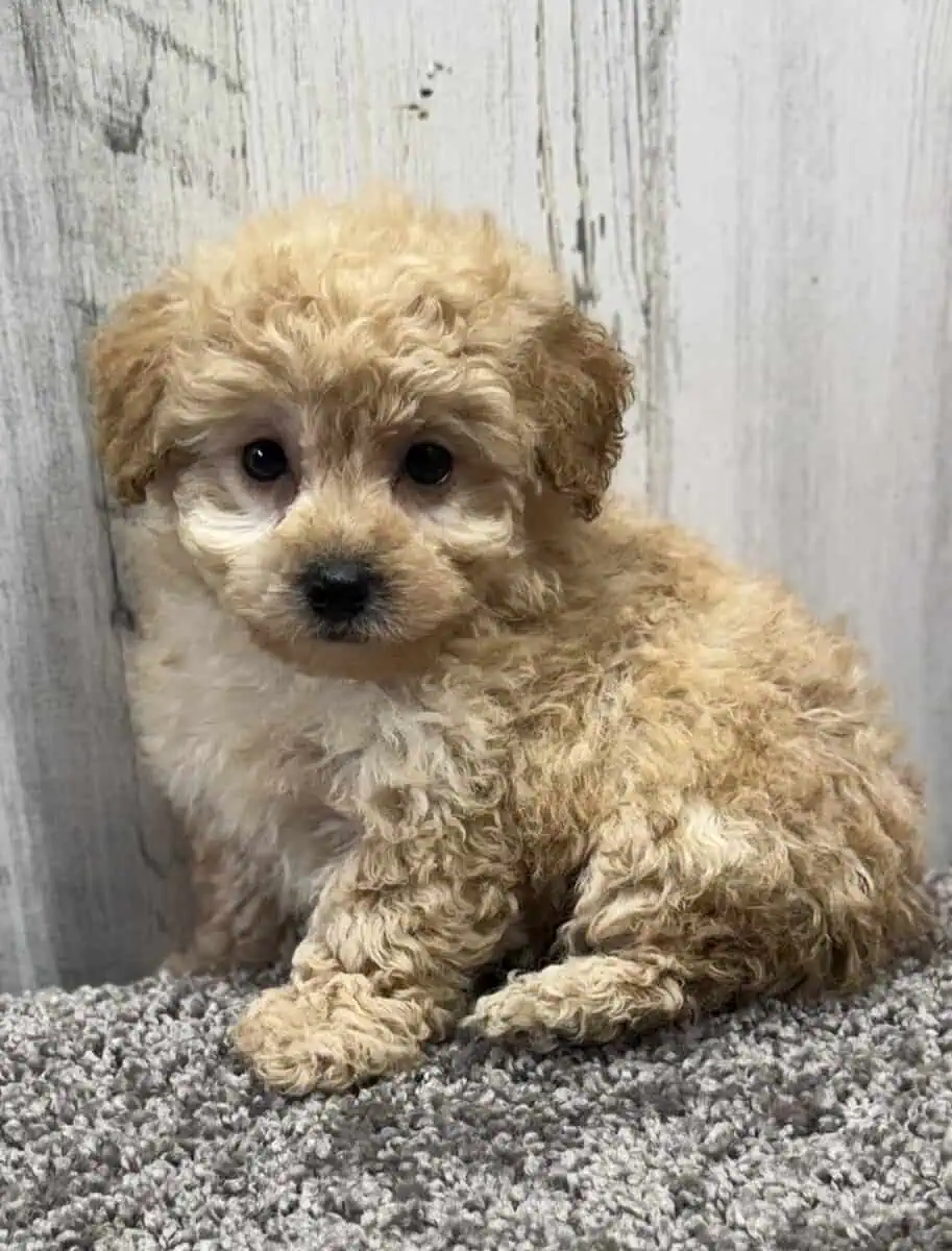 Cookie Female ICA Mini Poodle | PetClassifieds.com
