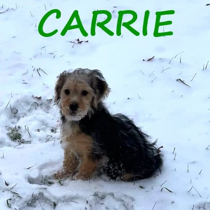 Carrie Female Yorkie Poo Puppy | PetClassifieds.com