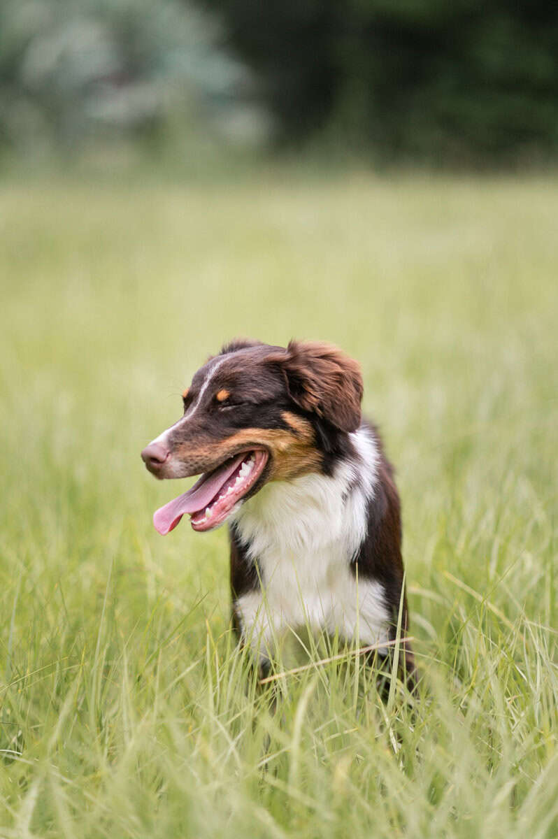 AKC Standard Aussie | PetClassifieds.com