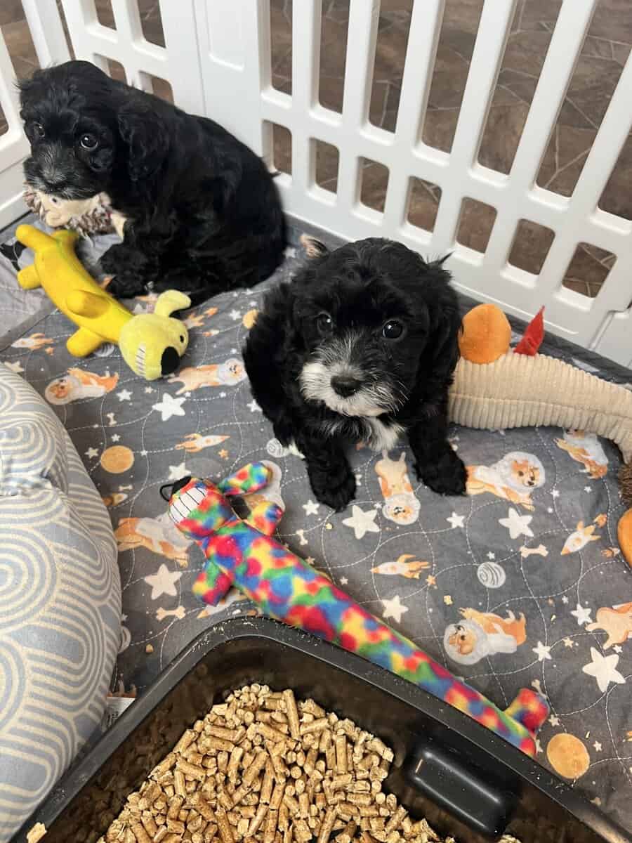 Cavapoo Girls | PetClassifieds.com