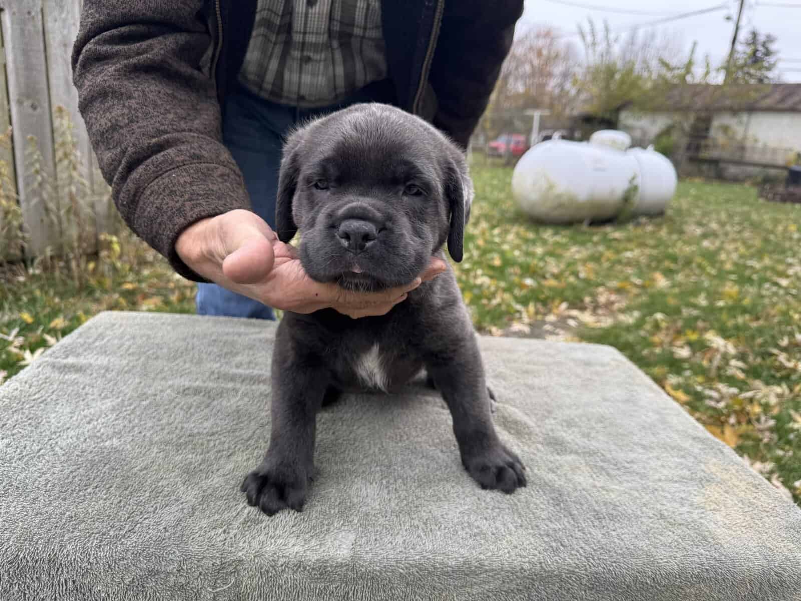 AKC registered Cane Corso pups | PetClassifieds.com