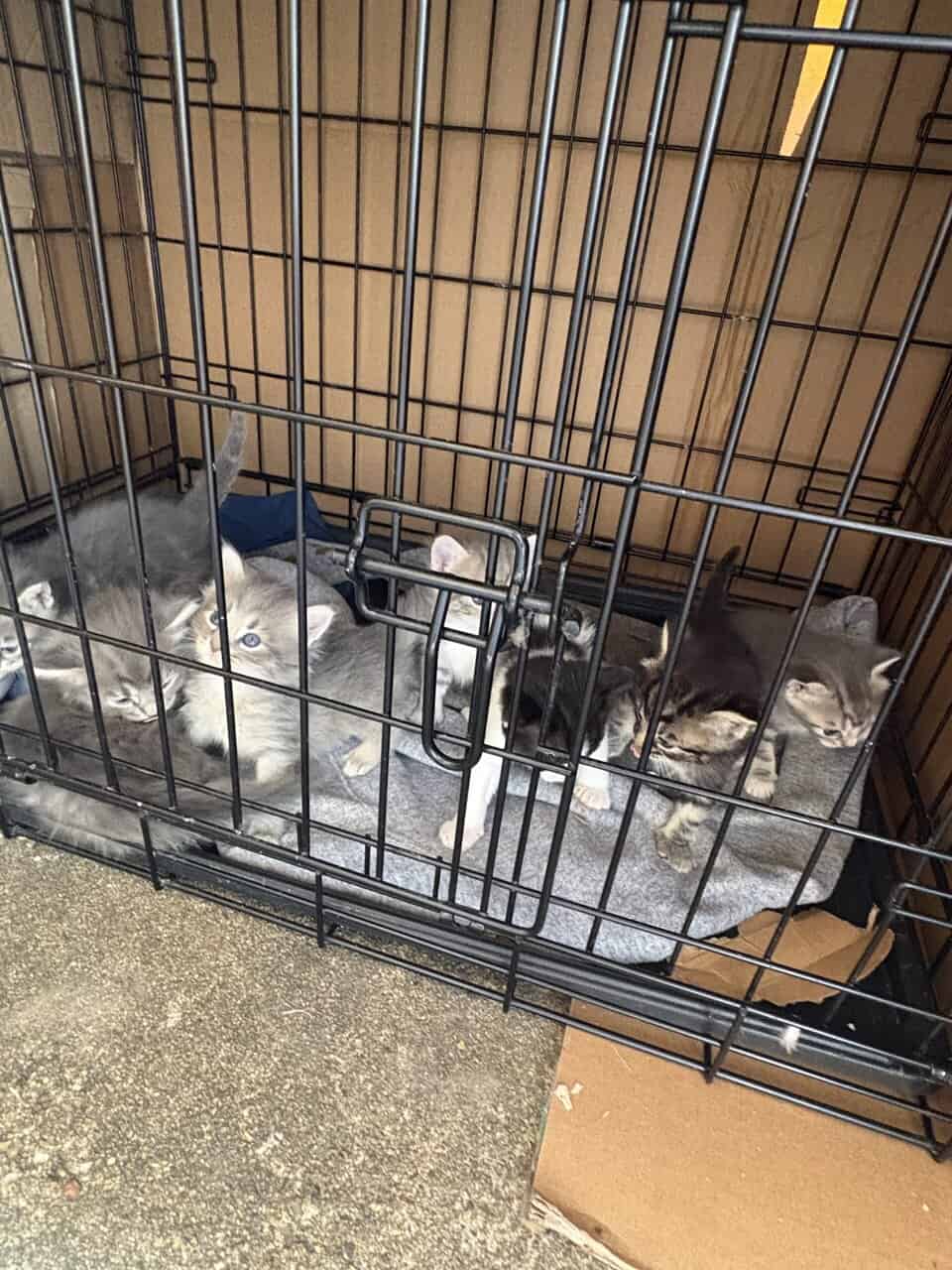 Cats available for adoption | PetClassifieds.com