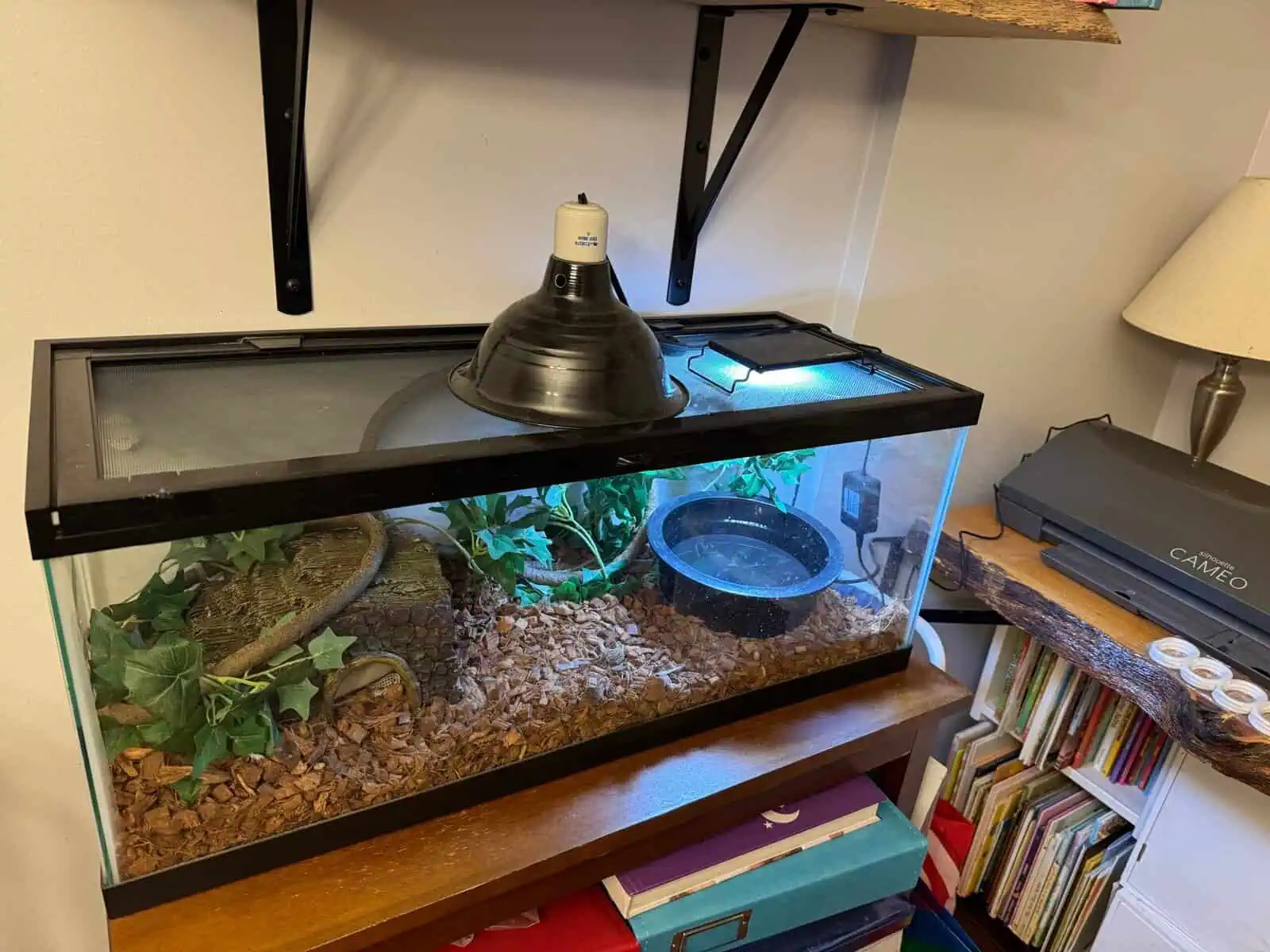 Banana Ball Python | PetClassifieds.com