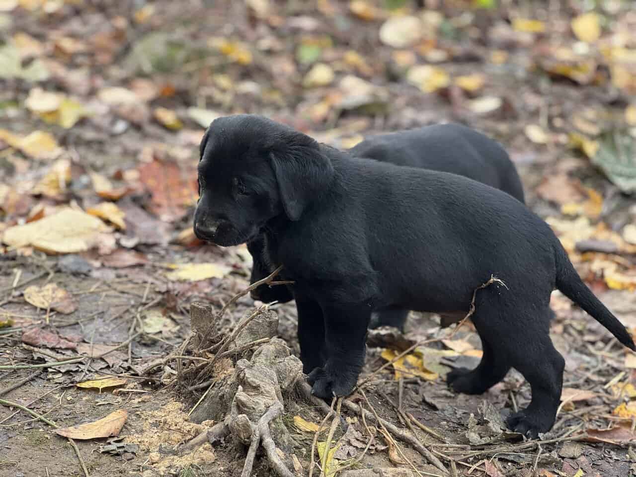 Black Labrador male puppy | PetClassifieds.com