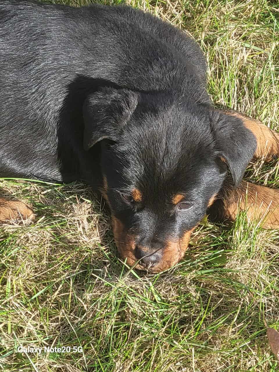 Rottweiler Female | PetClassifieds.com