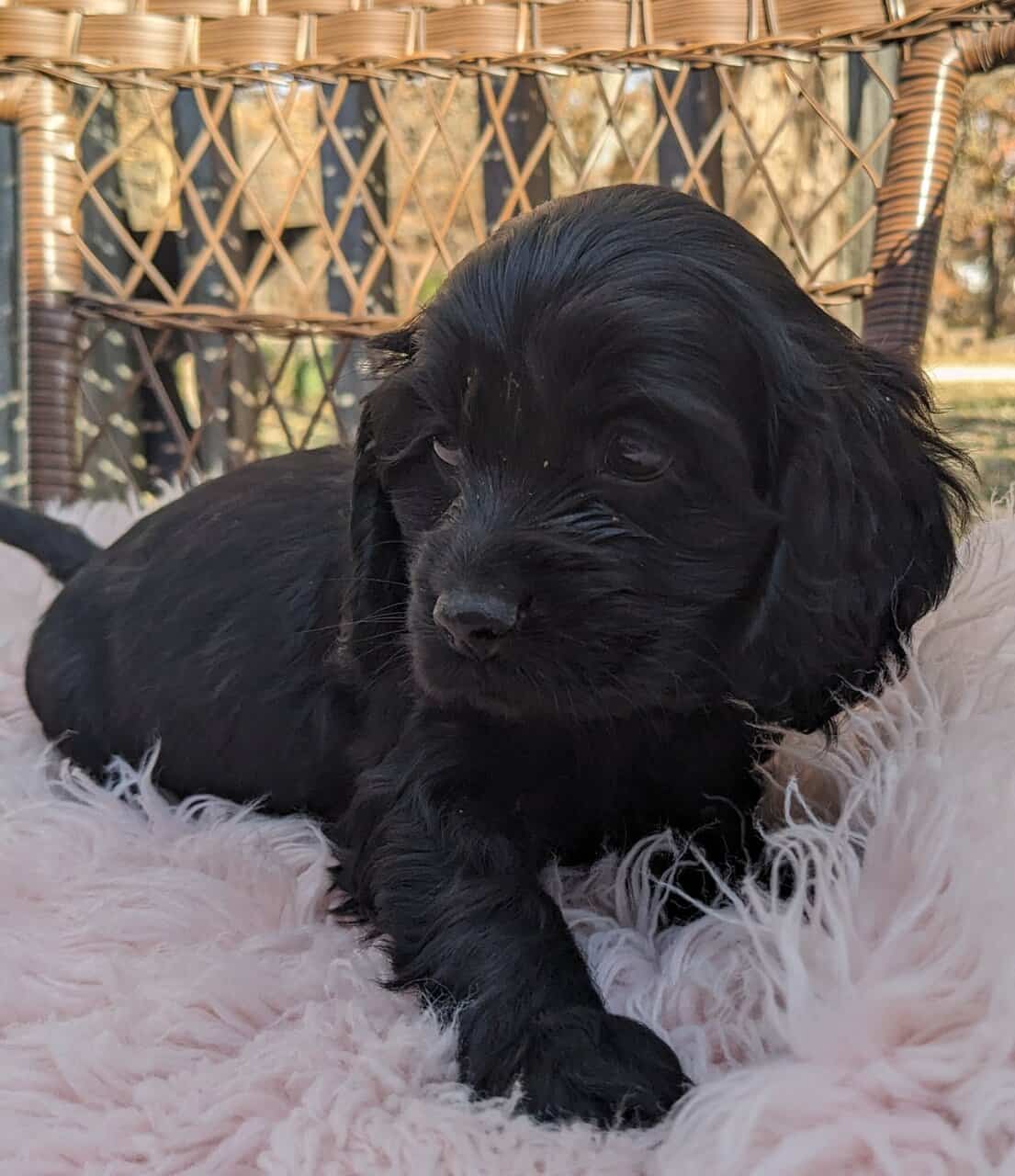 Raven (female Cockapoo | PetClassifieds.com