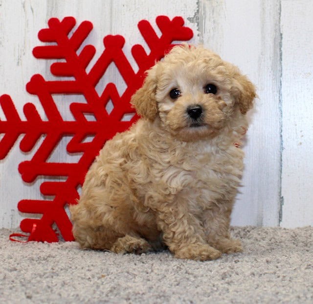 Elsa Female Mini Poodle | PetClassifieds.com