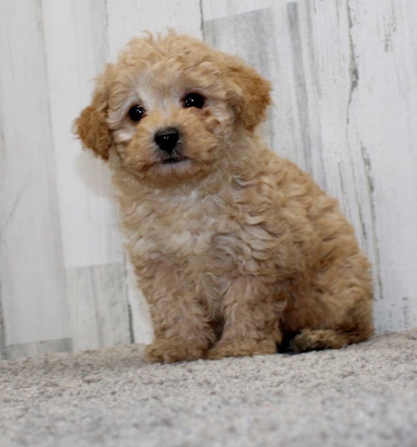 Elsa Female Mini Poodle | PetClassifieds.com