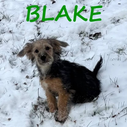 Blake Male Yorkie Poo Puppy | PetClassifieds.com