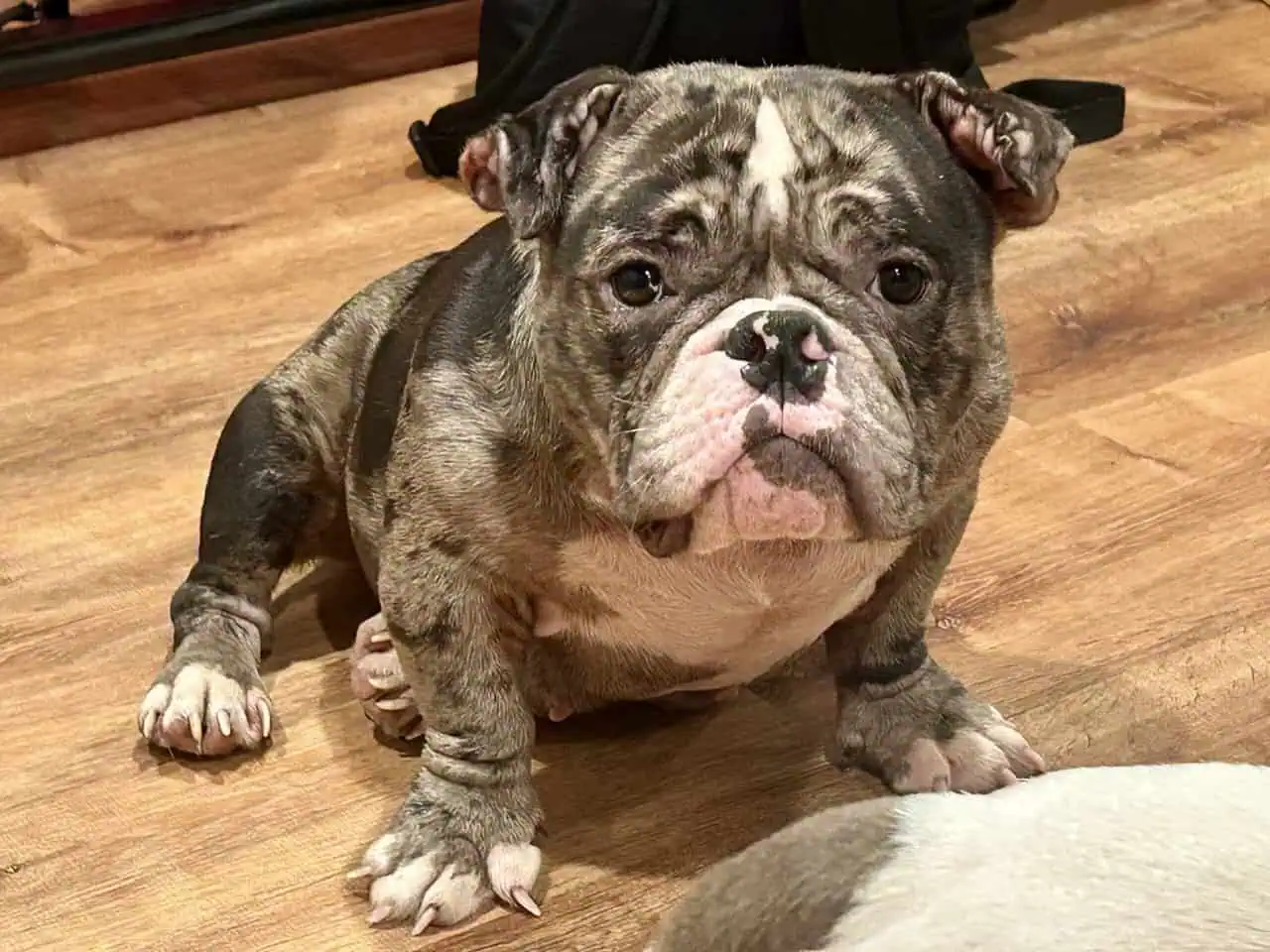 American Micro Bully Female | PetClassifieds.com