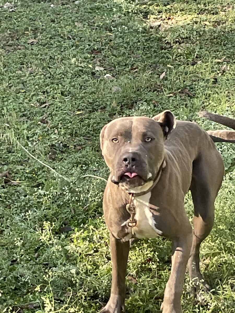 Phat phat | PetClassifieds.com