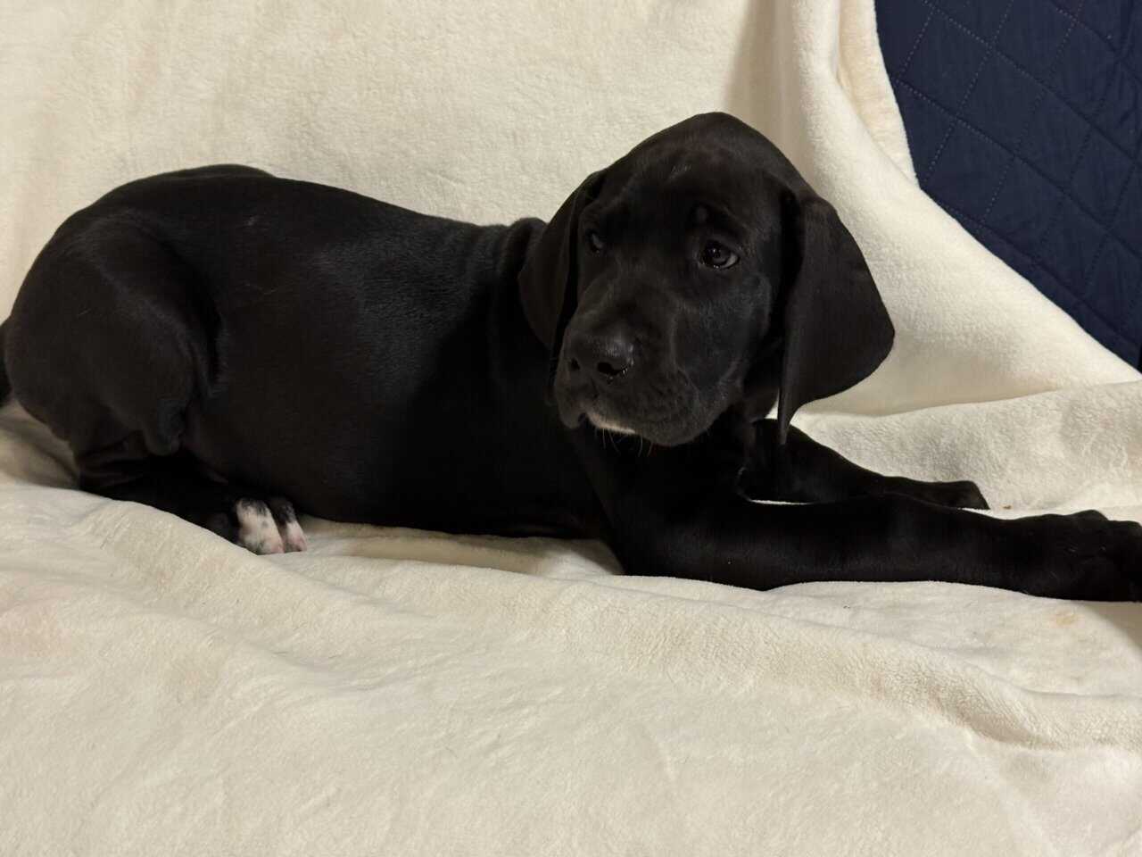 Rehoming Great Dane puppies. | PetClassifieds.com
