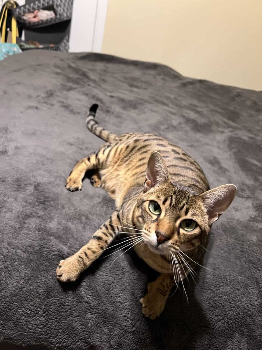 F4 Savannah Female w/ Full Setup | PetClassifieds.com