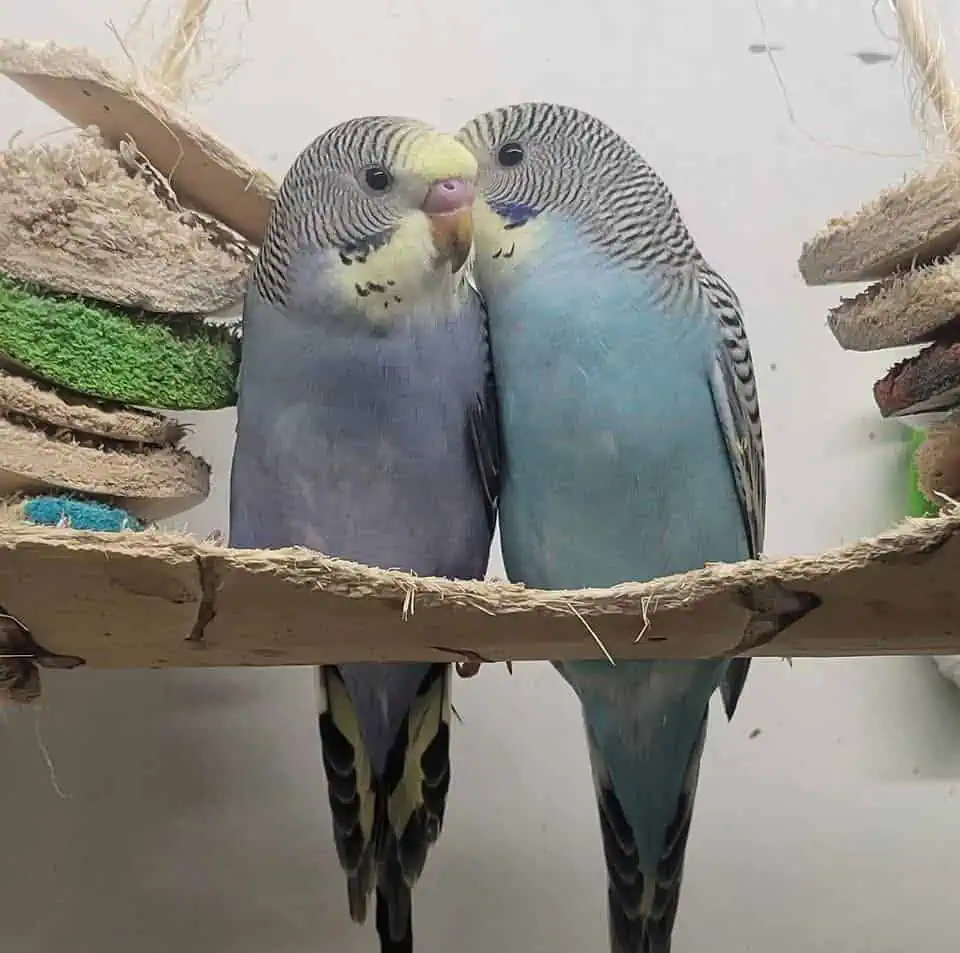 Baby Budgies - hand tamed | PetClassifieds.com
