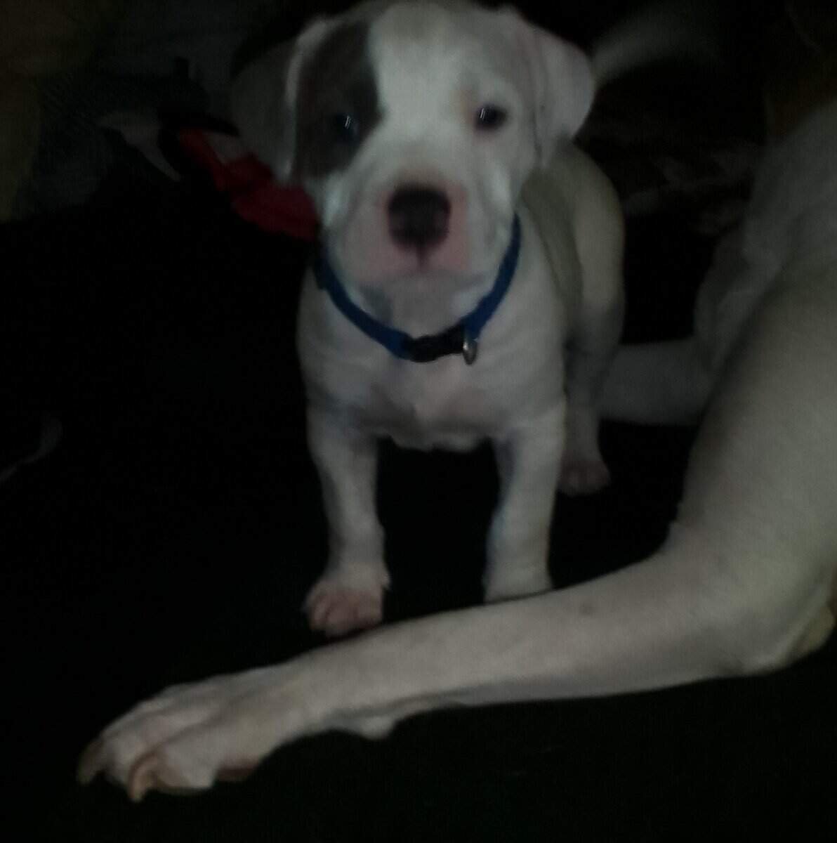 Pitbull Puppies Blue-nose/ Red- nose | PetClassifieds.com