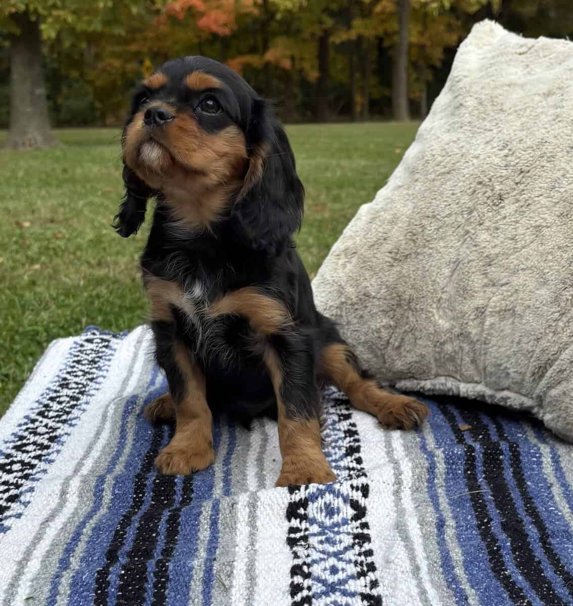 Archie-Cavalier King Charles Spaniel | PetClassifieds.com