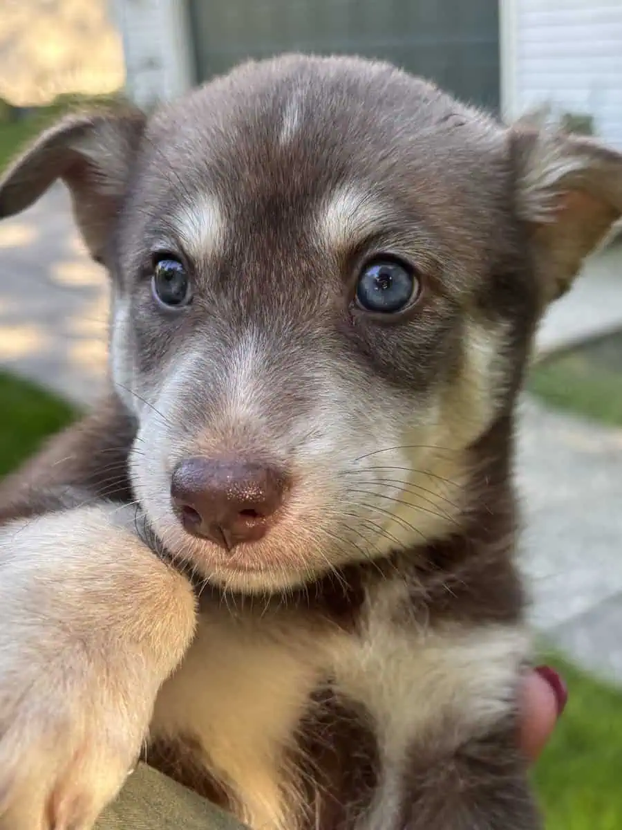 Aussie Shepherd/Husky Puppies | PetClassifieds.com