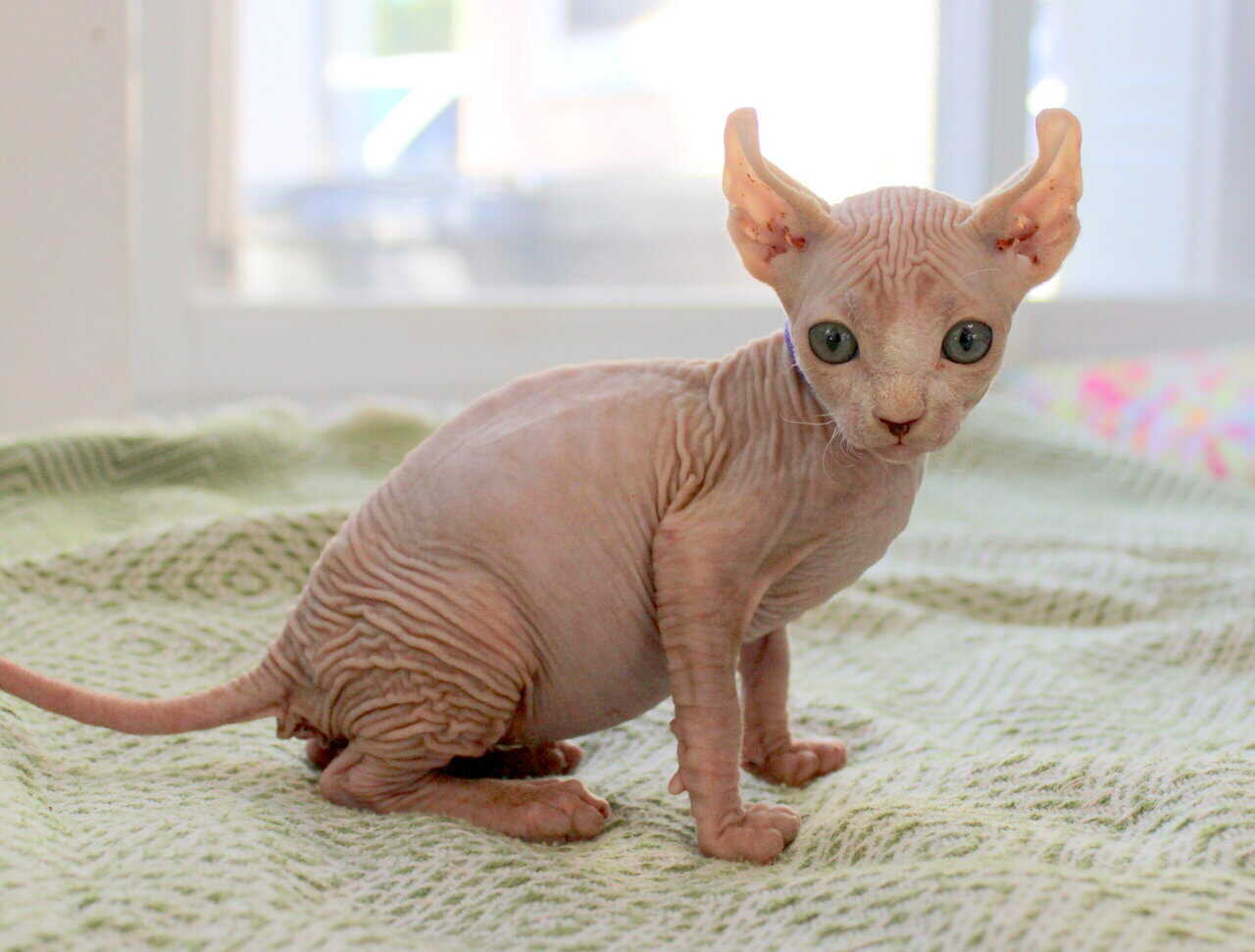 Elf Sphynx babies | PetClassifieds.com