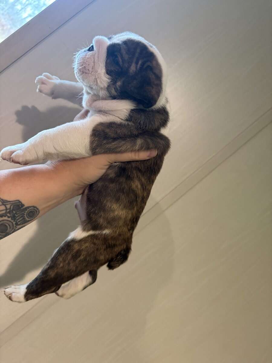 Male English bulldog puppy | PetClassifieds.com