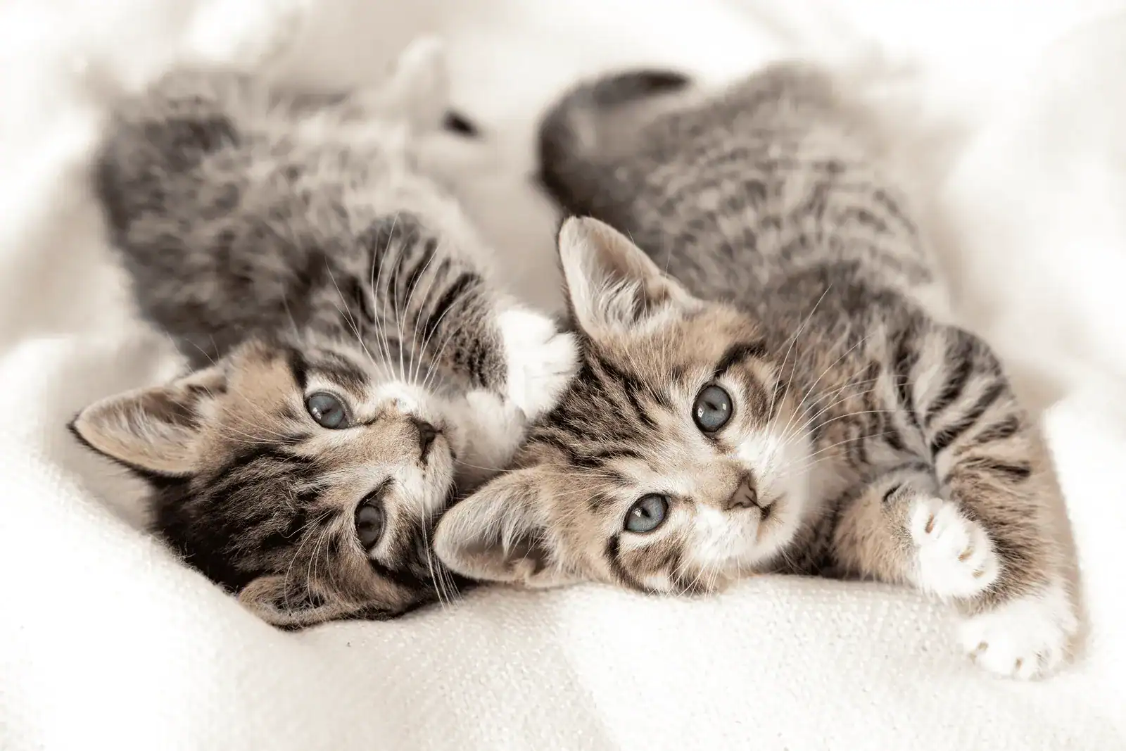 Free Kittens Near Me: Free to a Good Home (No Fees) | PetClassifieds.com