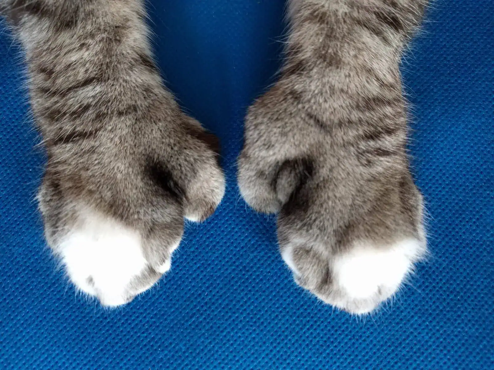 Polydactyl Cats for Sale & Adoption Near Me | PetClassifieds.com