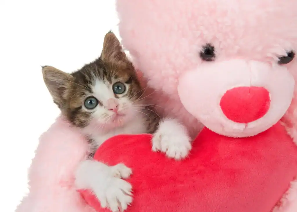 Polydactyl Cats for Sale & Adoption Near Me | PetClassifieds.com