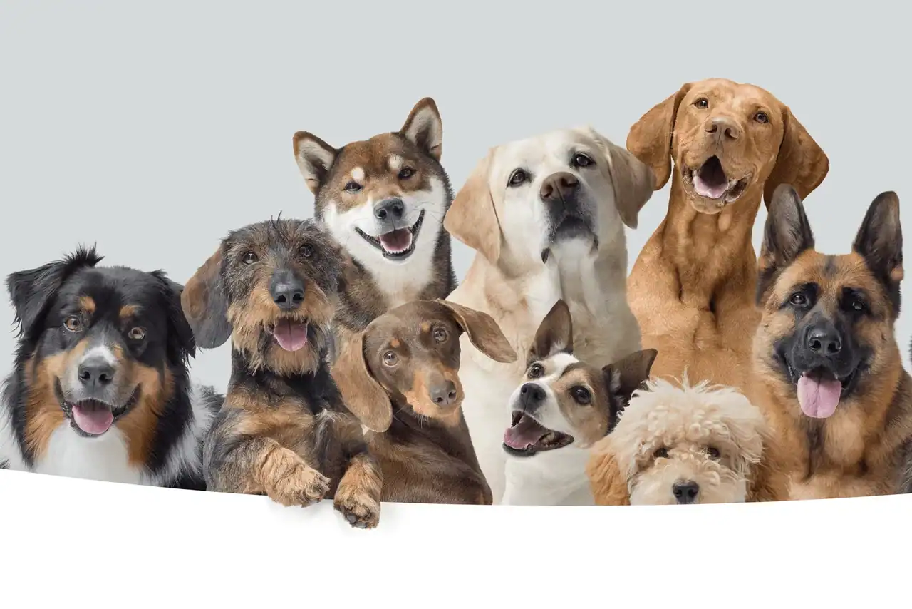 Sell Dogs Online Free – Find Real Buyers Fast | PetClassifieds.com