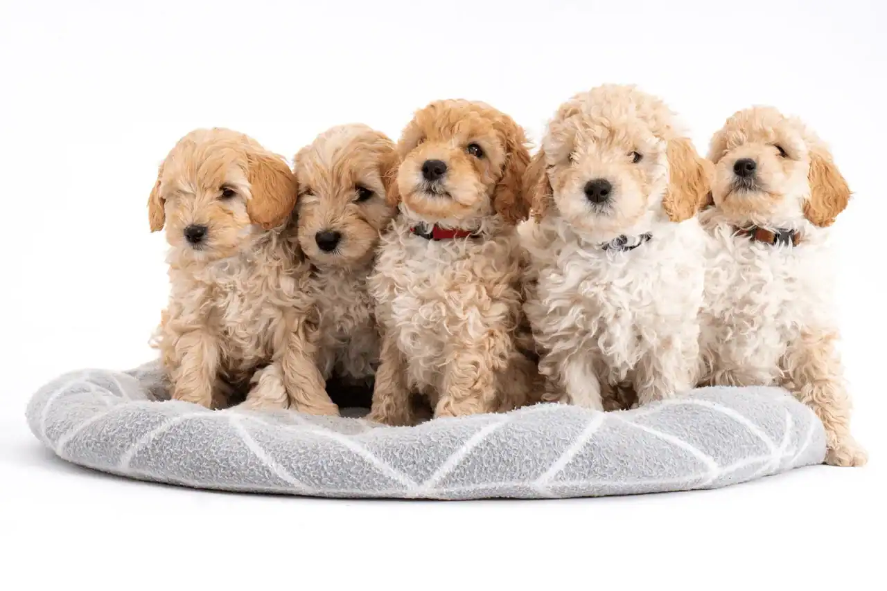 Sell Your Puppies Online — Safely & For Free | PetClassifieds.com