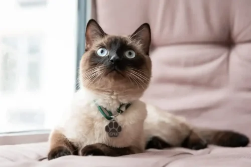 Cats for Adoption Near Me | Rehoming & Rescues | PetClassifieds.com