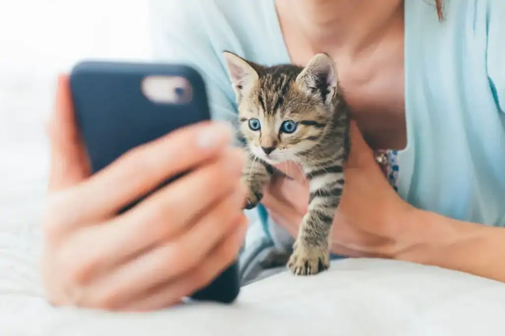 Free Kittens Near Me: Free to a Good Home (No Fees) | PetClassifieds.com