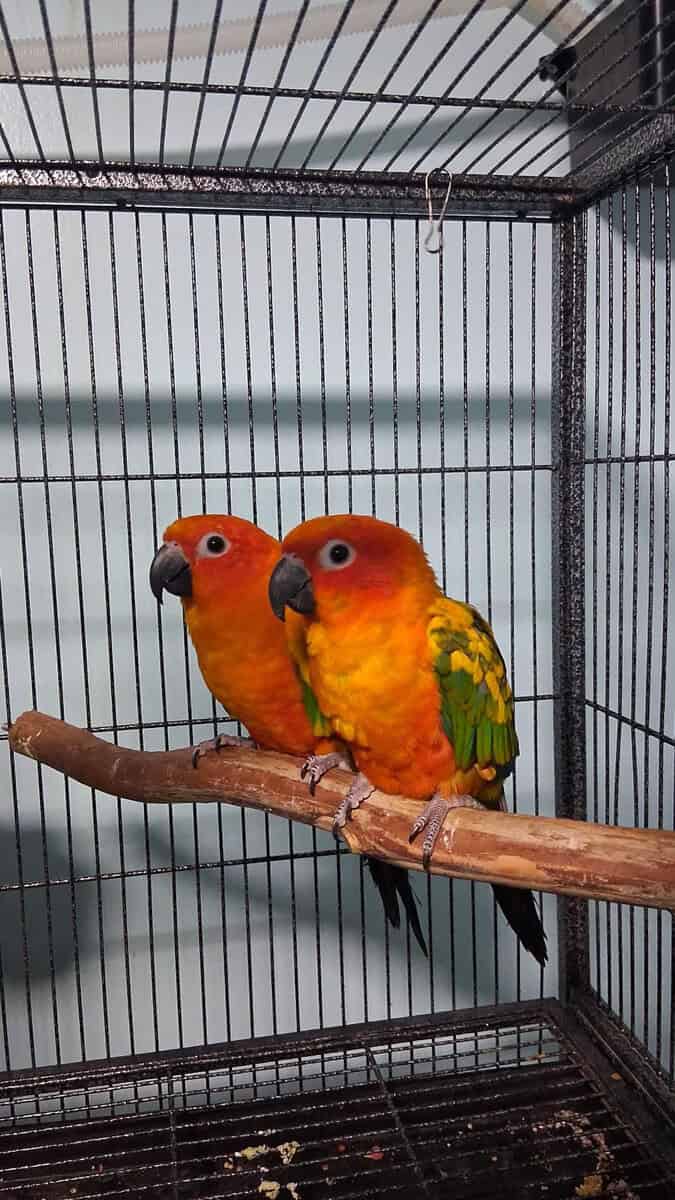5 month old high red factor sun conure | PetClassifieds.com