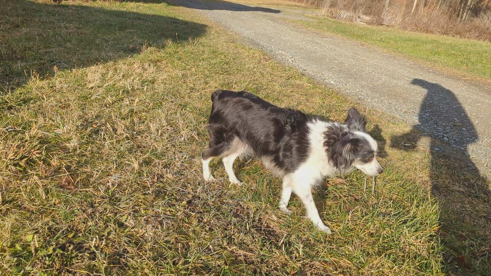 Mini Australian Shepherd - Nessie | PetClassifieds.com